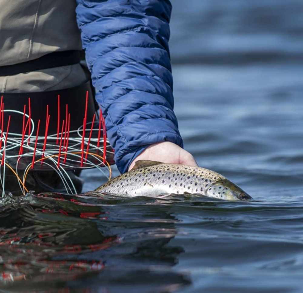 Ahrex Flexi Stripper Black Red Pegs (50in / 125cm) for Fly Tying